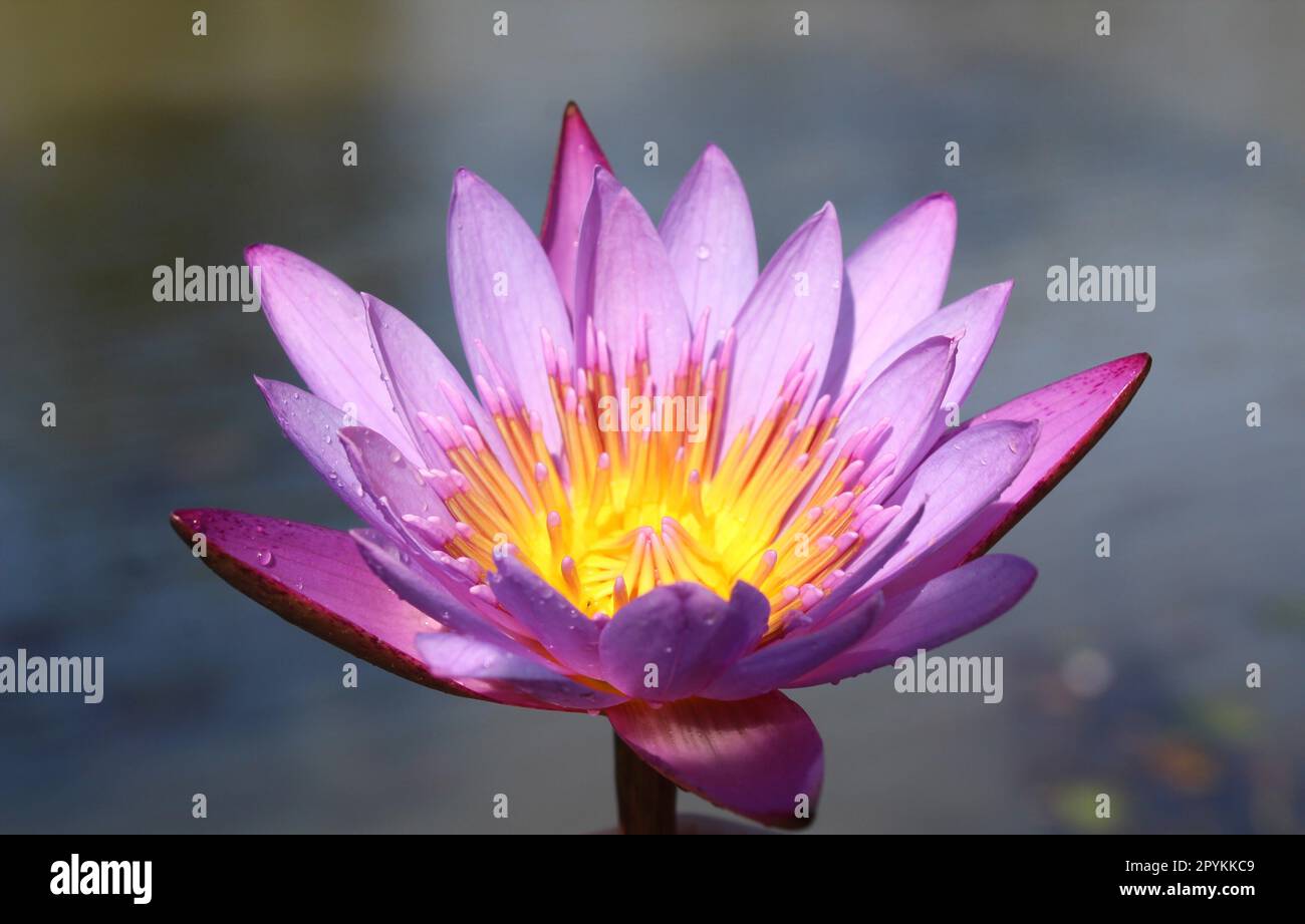 Beautiful pink waterlily or lotus flower in pond lotus Pink light ...