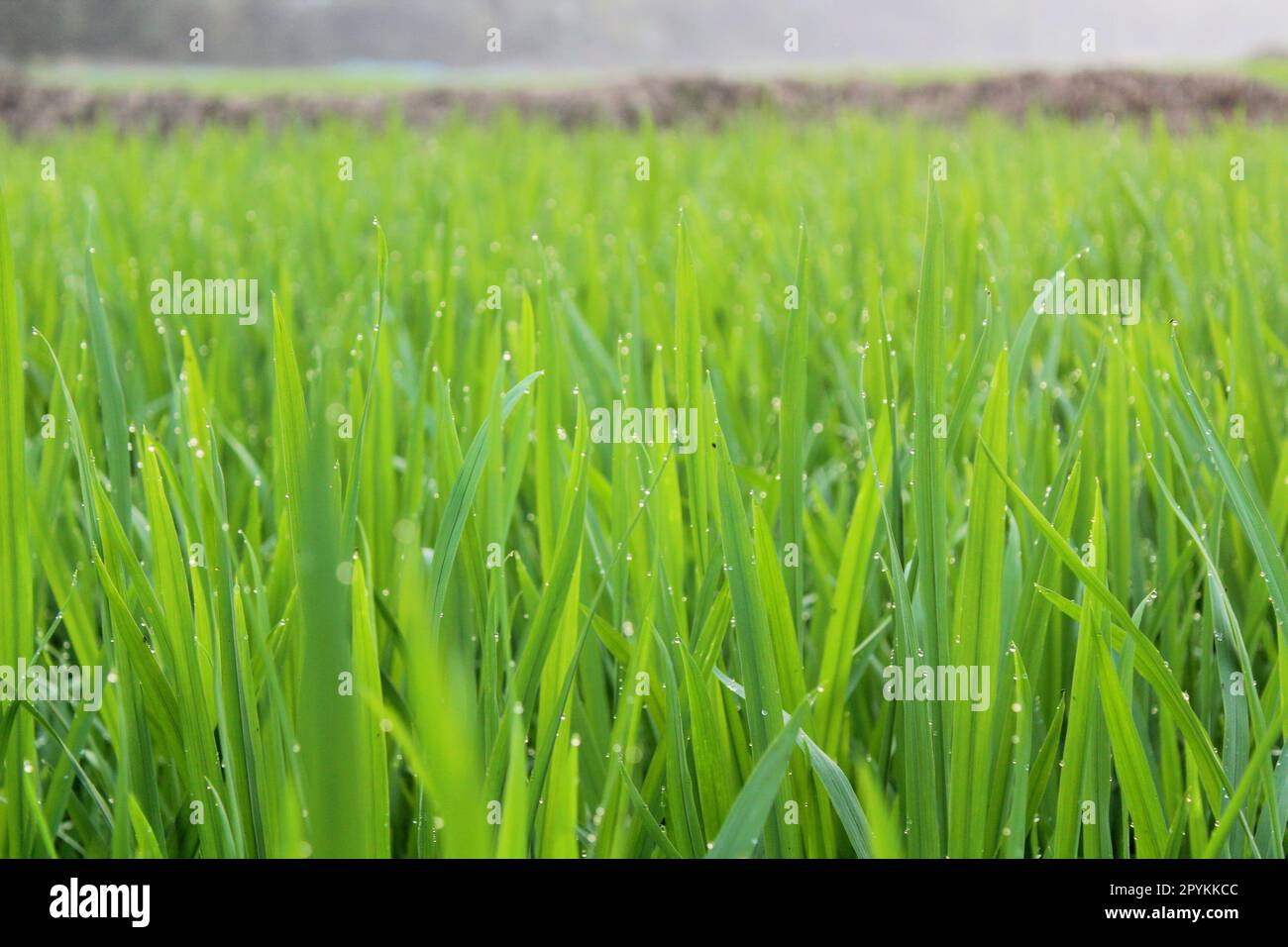 Bangladesh rice cultivation hi-res stock photography and images - Alamy