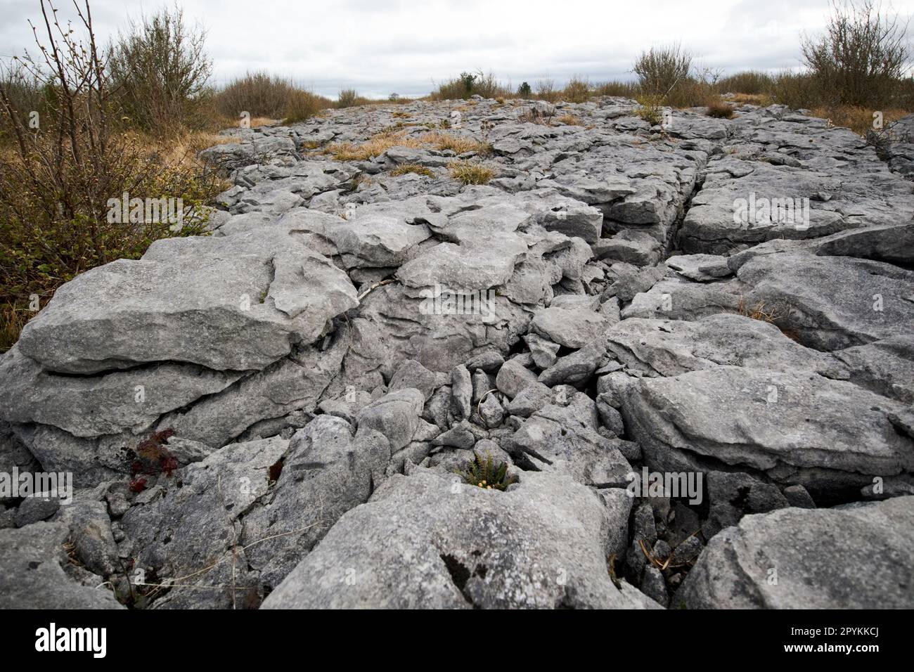 clints and grikes with vegetation growing in the grike fissures with ...