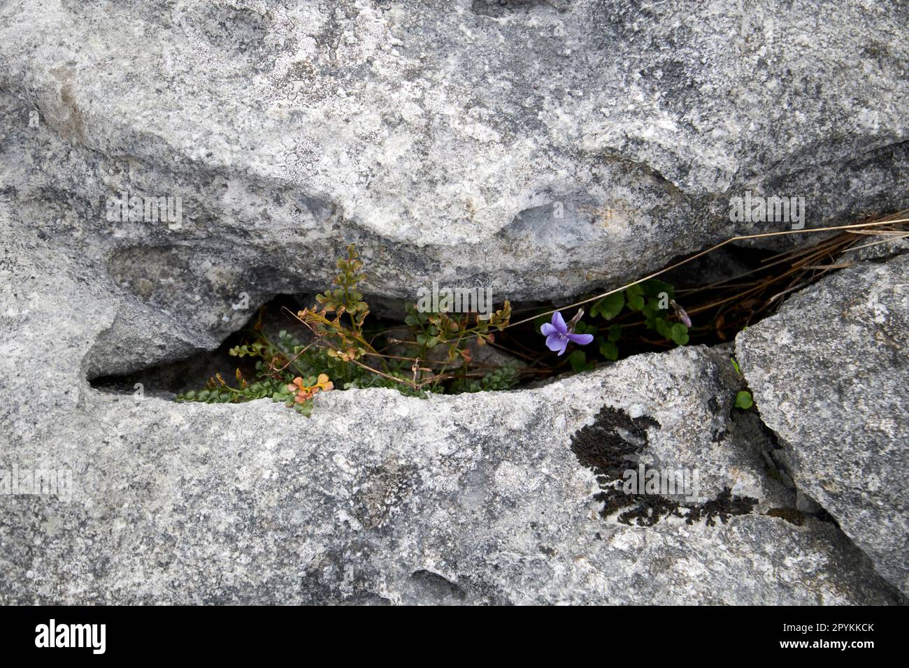 clints and grikes with common dog-violet and vegetation growing in the ...