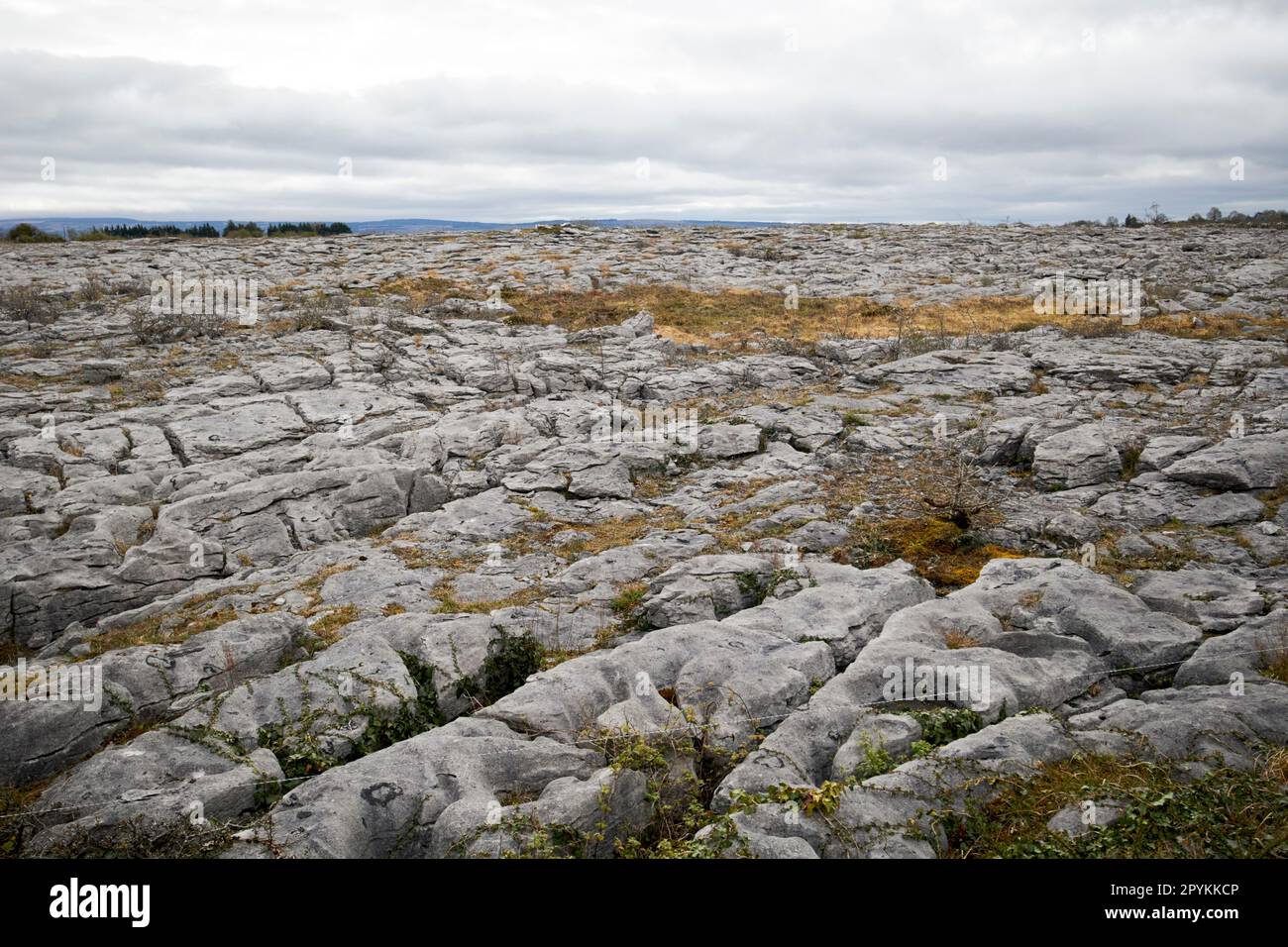 clints and grikes with vegetation growing in the grike fissures with ...