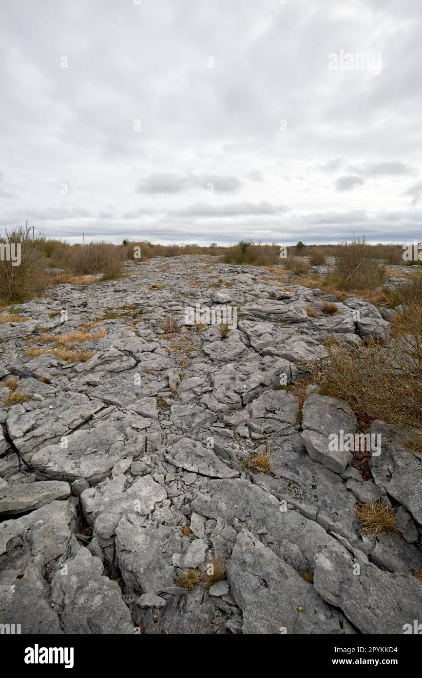clints and grikes with vegetation growing in the grike fissures with ...