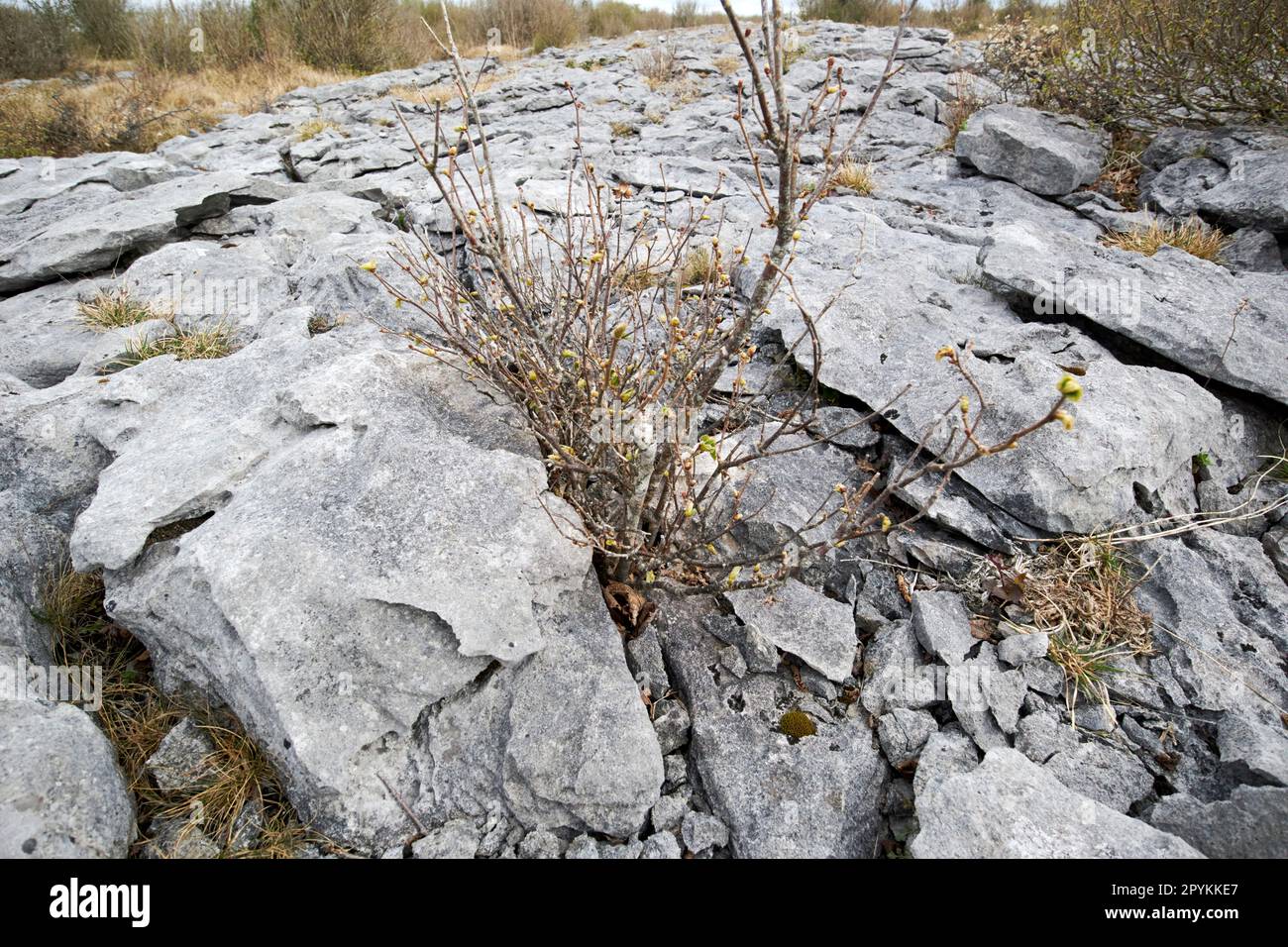 clints and grikes with bush vegetation growing in the grike fissures ...