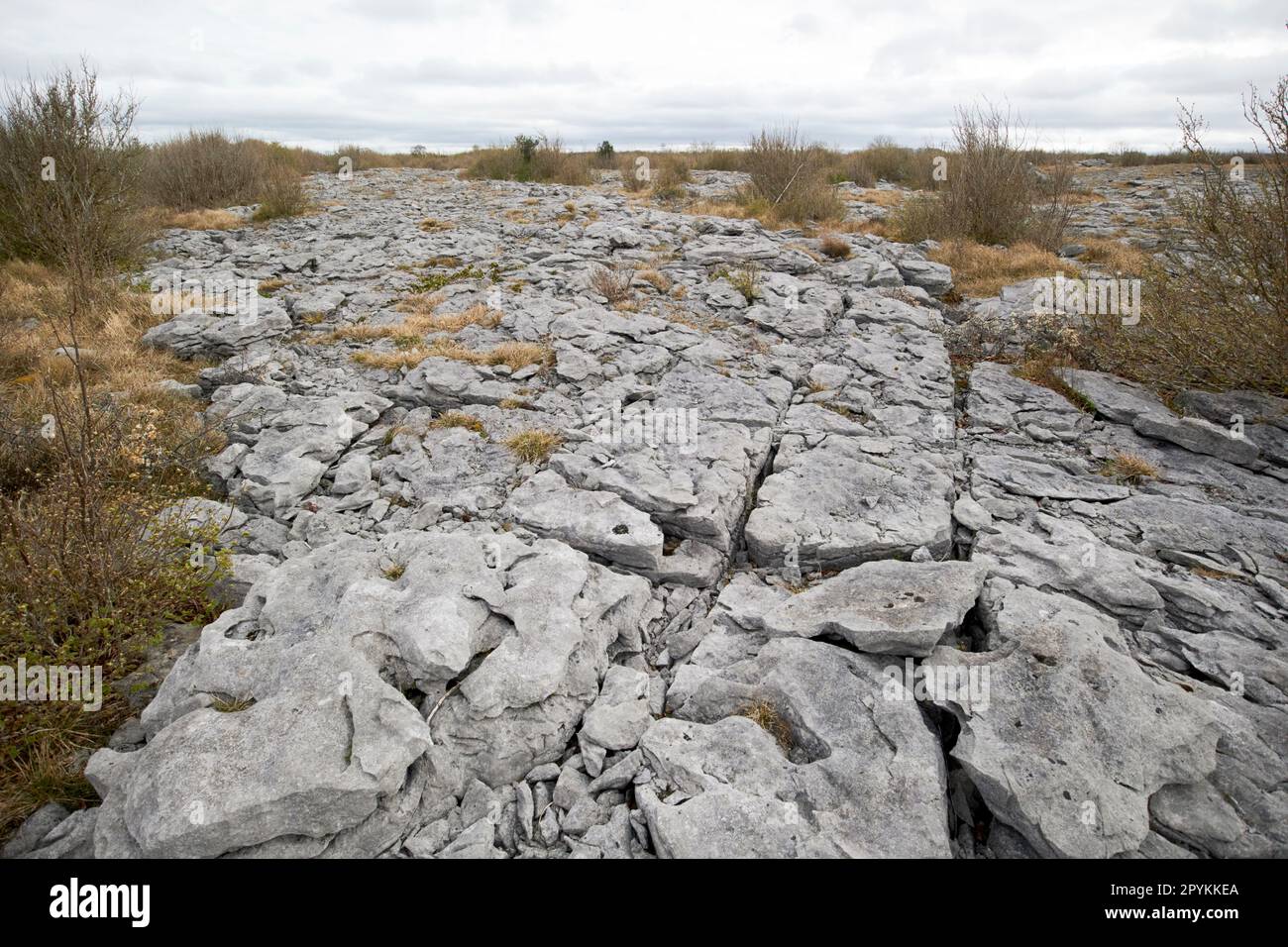 clints and grikes with vegetation growing in the grike fissures with ...
