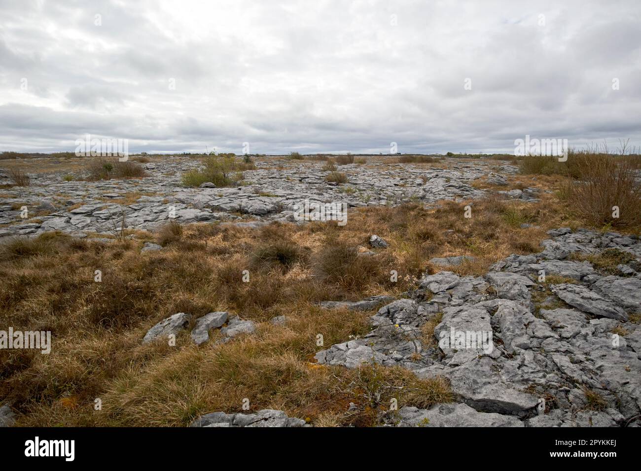 clints and grikes with vegetation growing in the grike fissures with ...