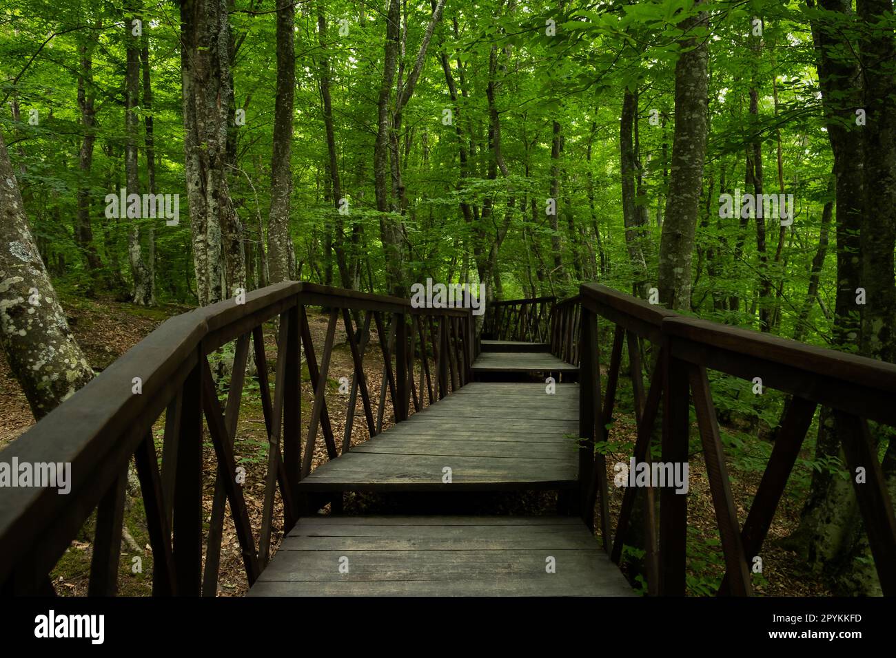 Forest stairs walk. A green dense summer forest without people. A ...