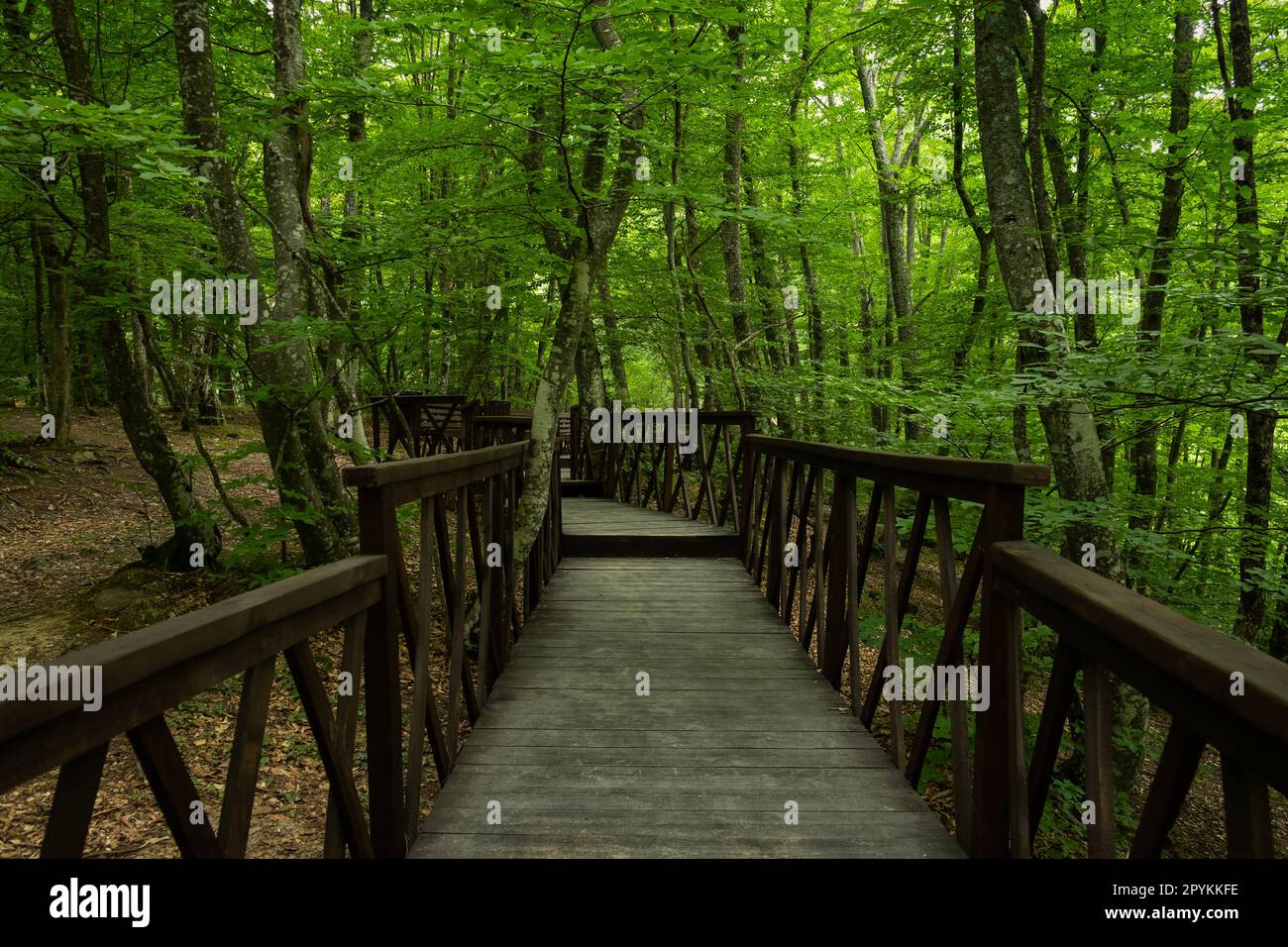 Forest stairs walk. A green dense summer forest without people. A ...
