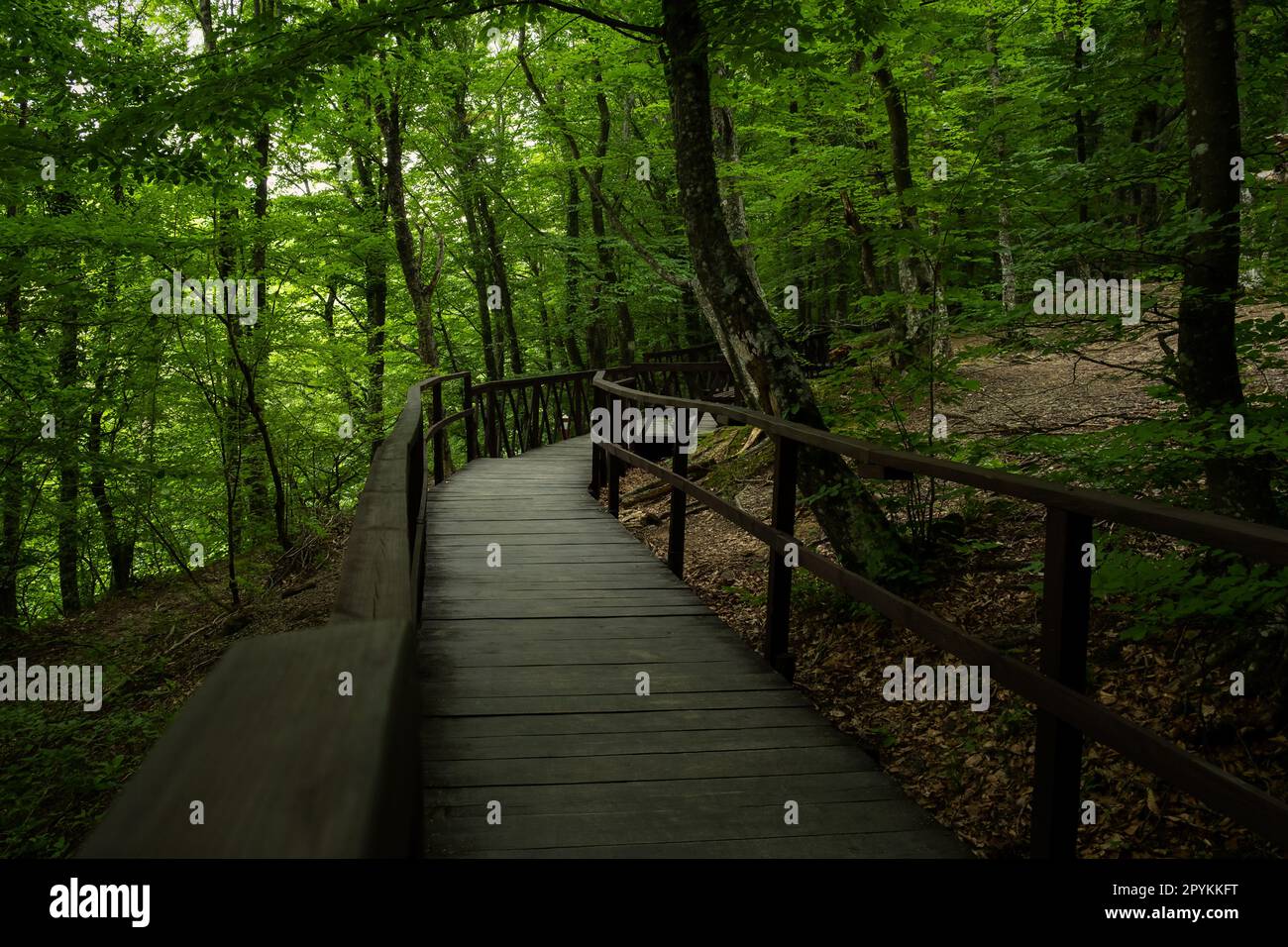 Forest stairs walk. A green dense summer forest without people. A ...