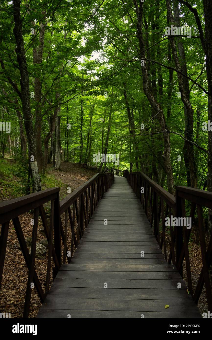 Forest stairs walk. A green dense summer forest without people. A ...