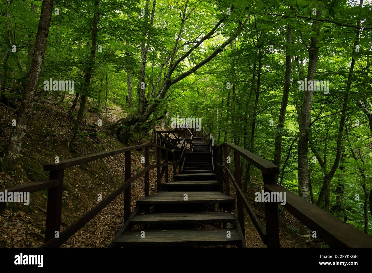 Forest stairs walk. A green dense summer forest without people. A ...