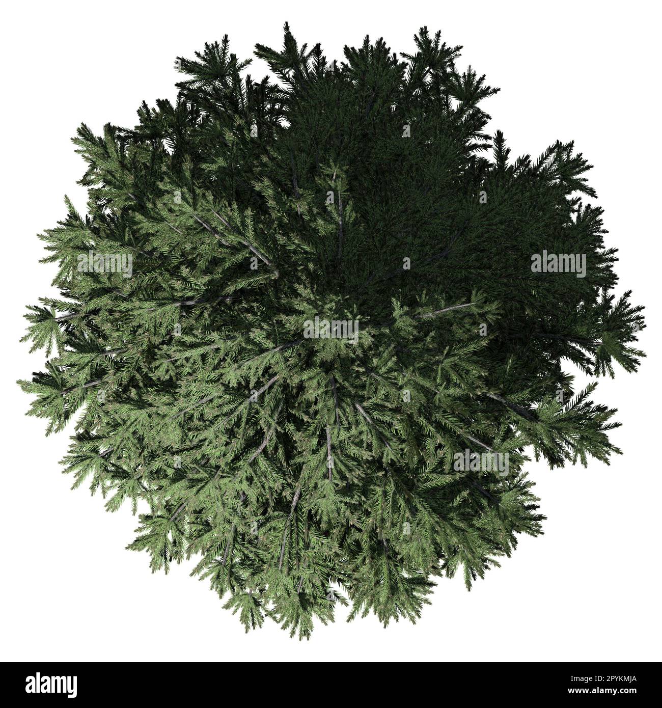 Single spruce tree on Cut Out Stock Images & Pictures - Alamy