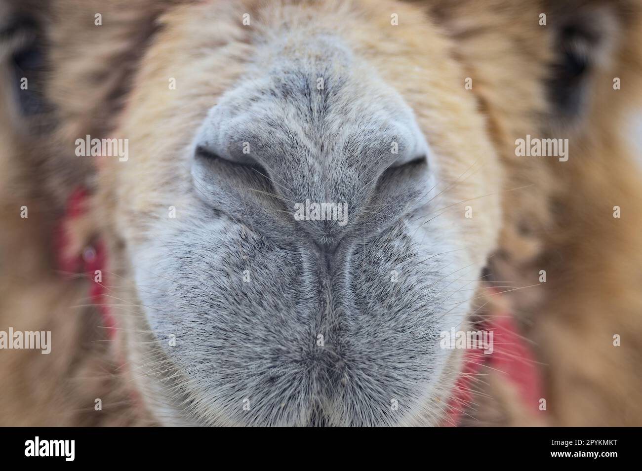 The nose of a camel in close-up. Gray and brown color Stock Photo - Alamy