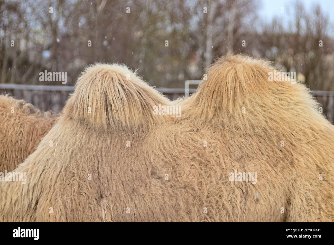 2 hump camel hi-res stock photography and images - Alamy