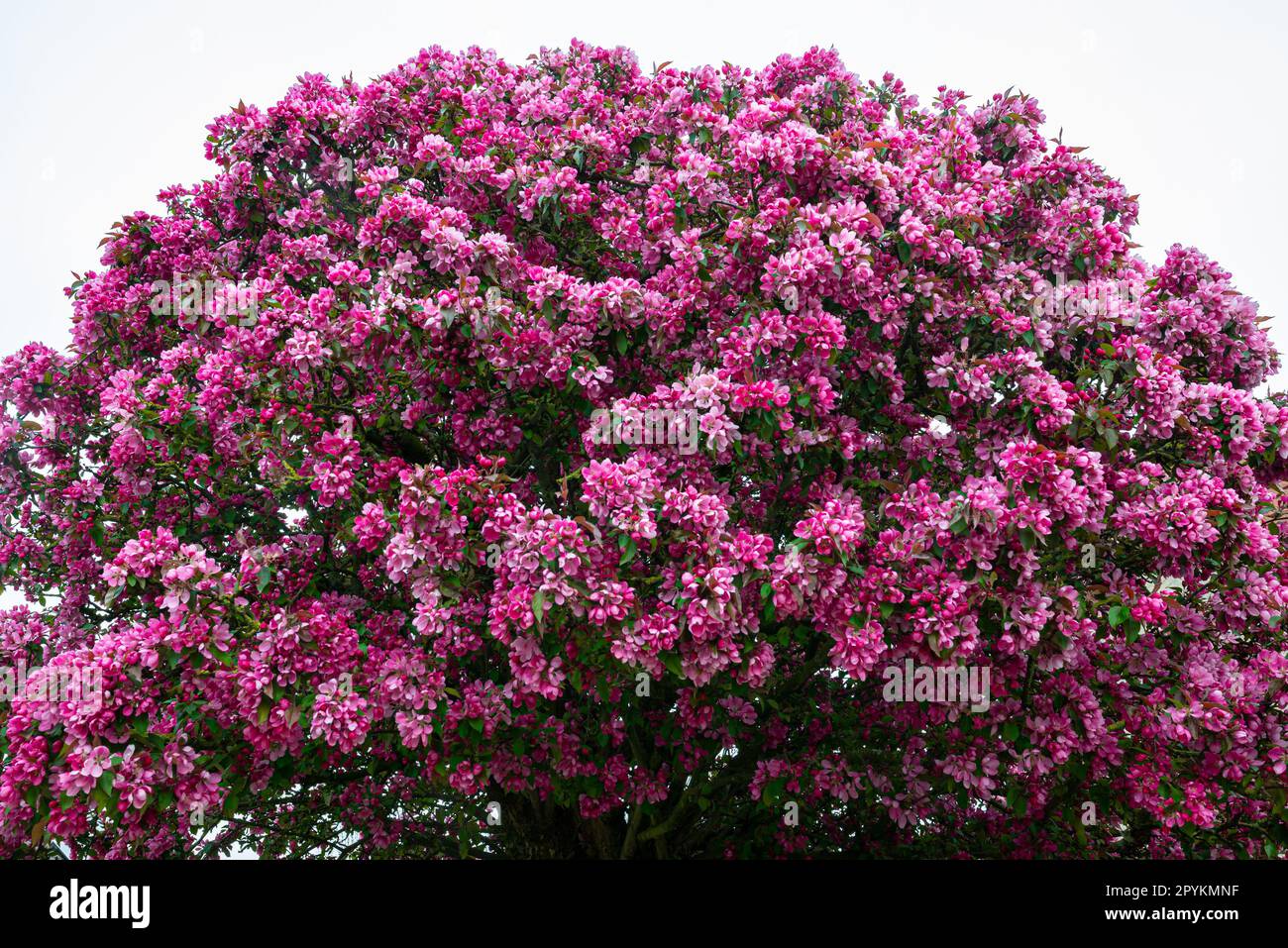Detailed image of a pink flowering ornamental apple tree in spring ...