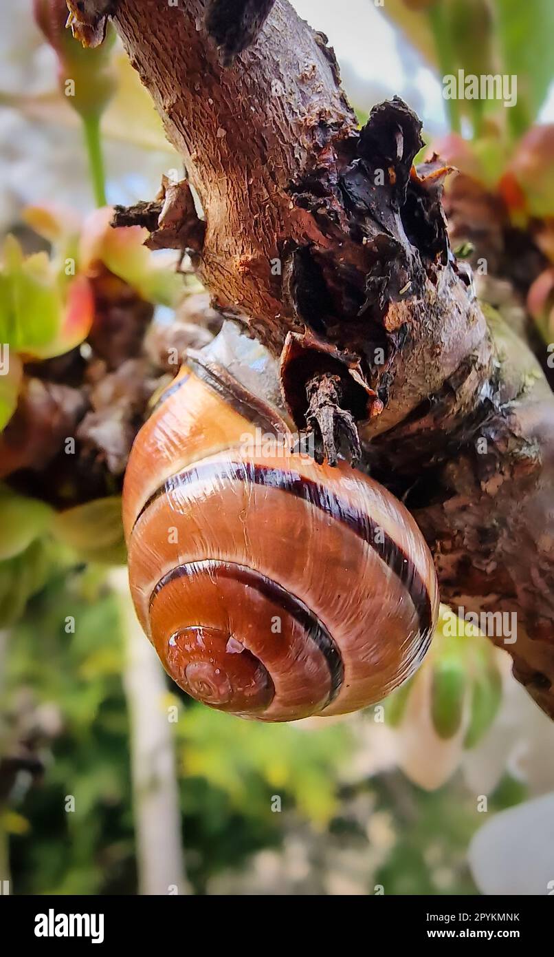 A snail slowly crawls up the trunk of a tree Stock Photo - Alamy