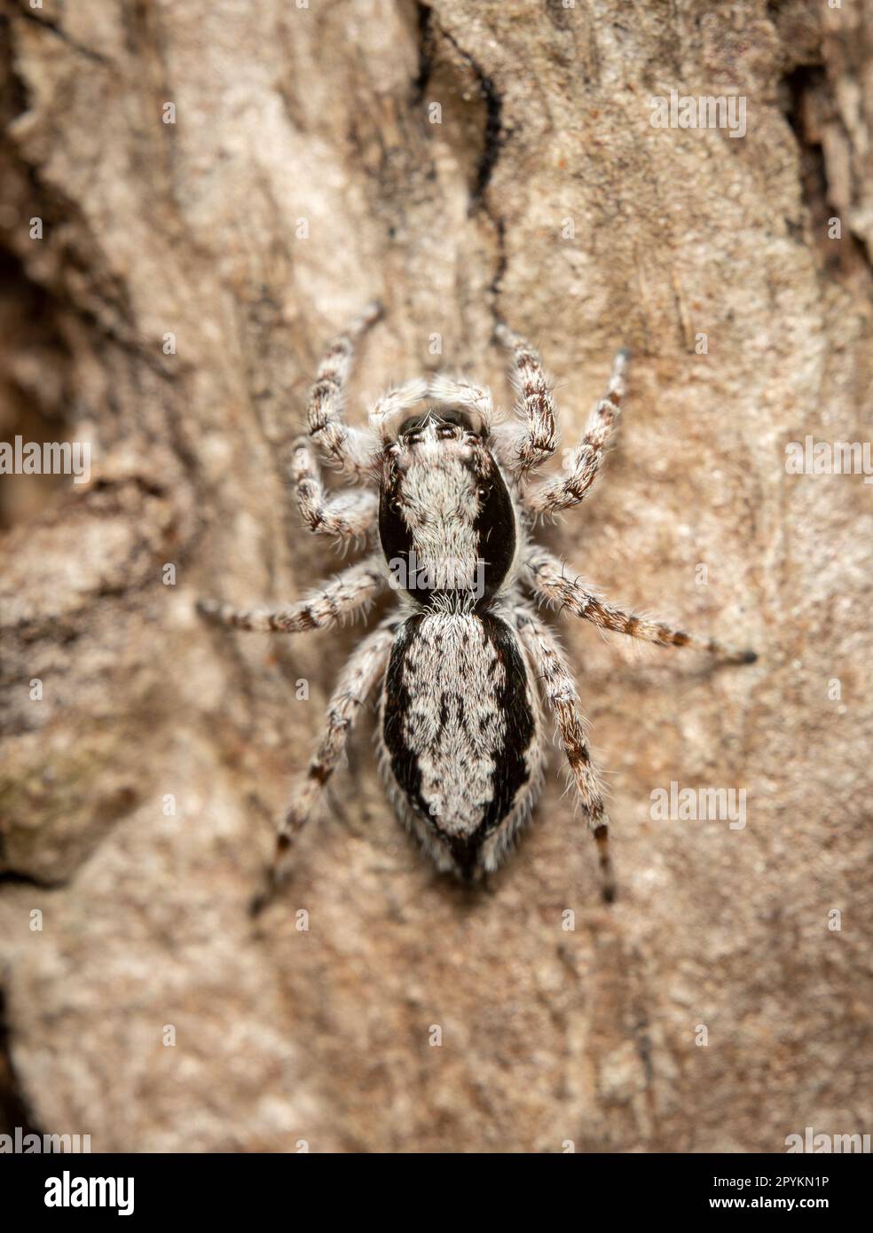 A jumping spider camouflaged against the bark on a tree Stock Photo - Alamy