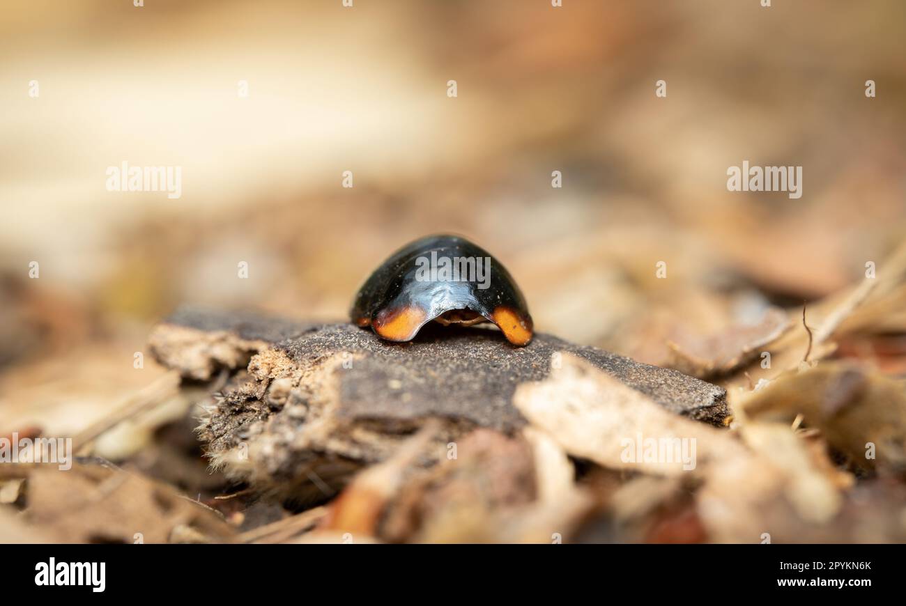Ladybug habitat hi-res stock photography and images - Alamy