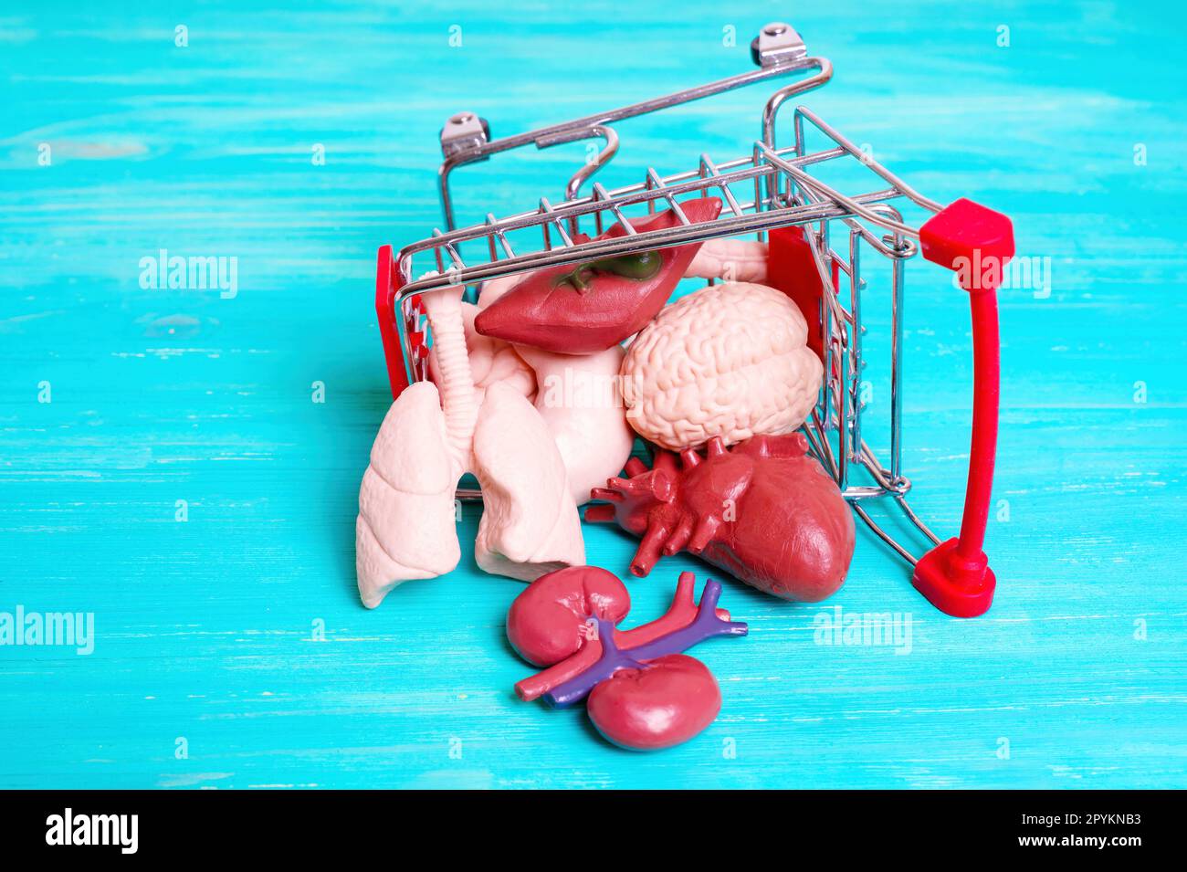 Small shopping trolley filled with miniature anatomical models of human ...