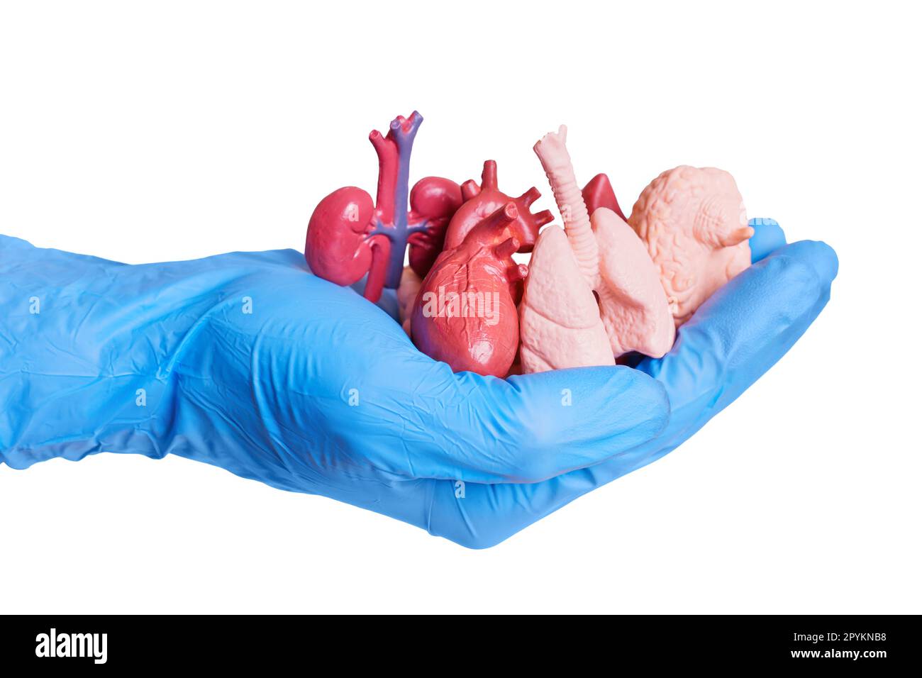 A handful of miniature anatomical replicas of human organs isolated on ...