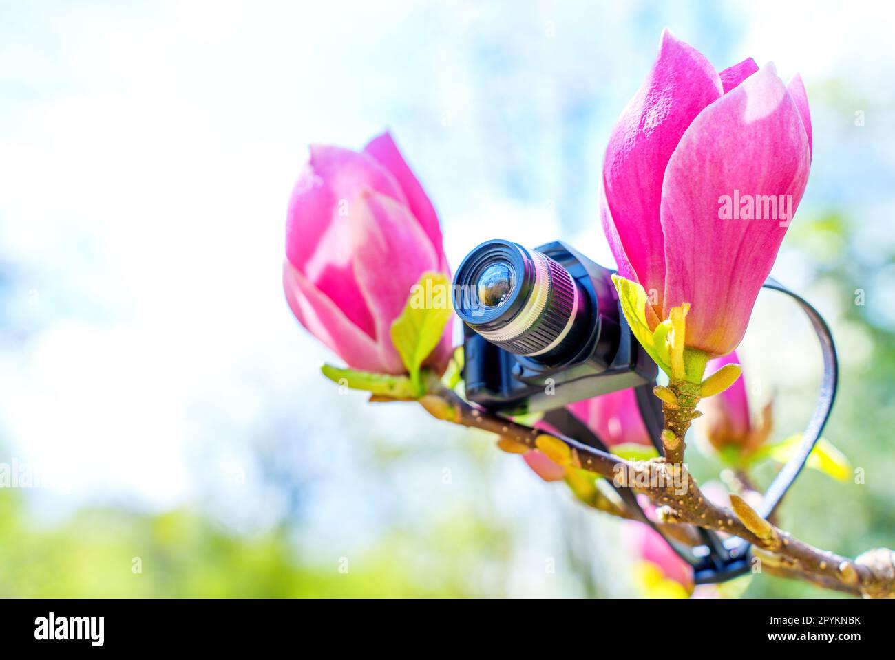 Realistic toy camera replica nestled amongst a blooming pink magnolia ...