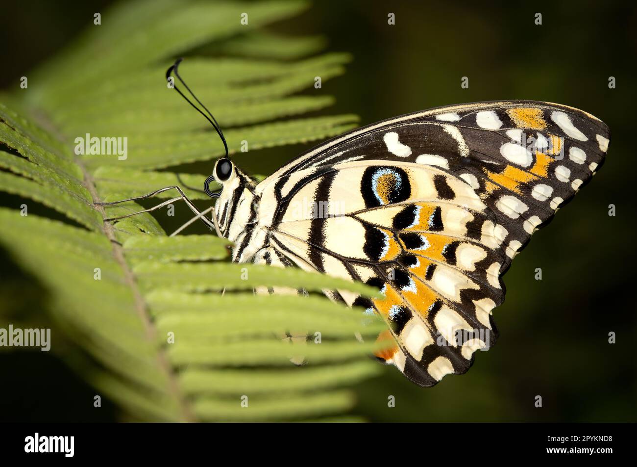 A Lime Swallowtail Butterfly sitting on a fern Stock Photo - Alamy
