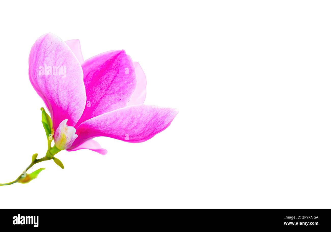 Close-up of a gorgeous magnolia flower placed in the corner of the ...