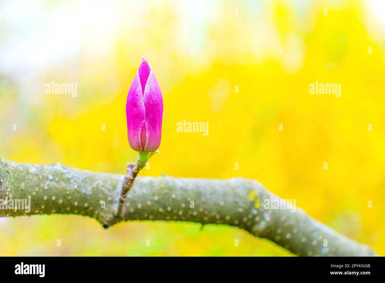 Magnolia tree branch, with a single, unopened bud still clinging to the ...