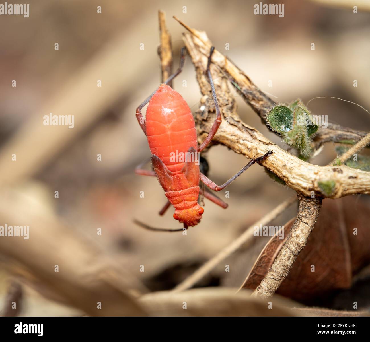 A red kapok bug hanging upside down on a small twig Stock Photo - Alamy