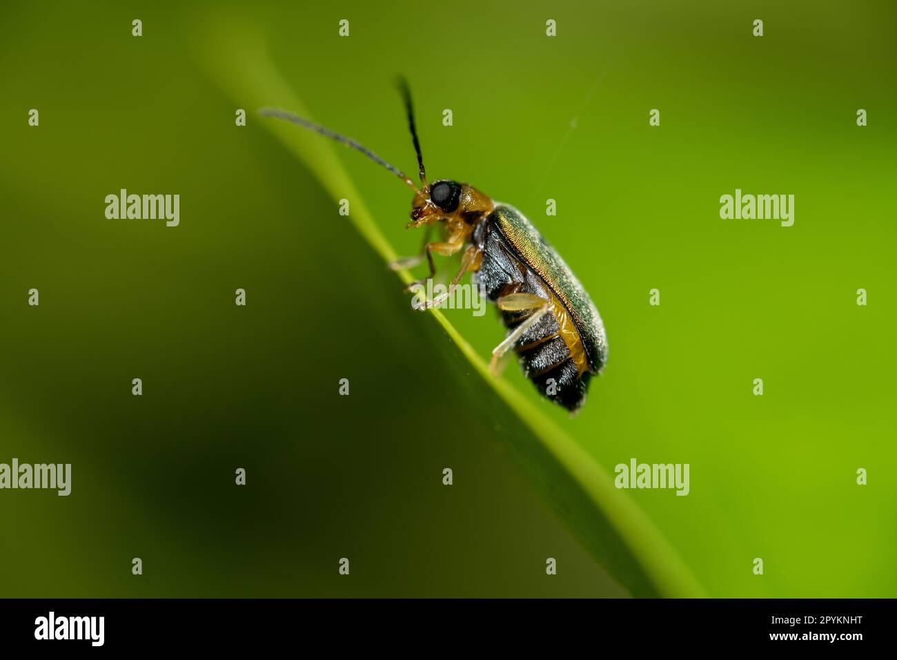 A low angle side view of a leaf beetle with iridescent colors on its ...