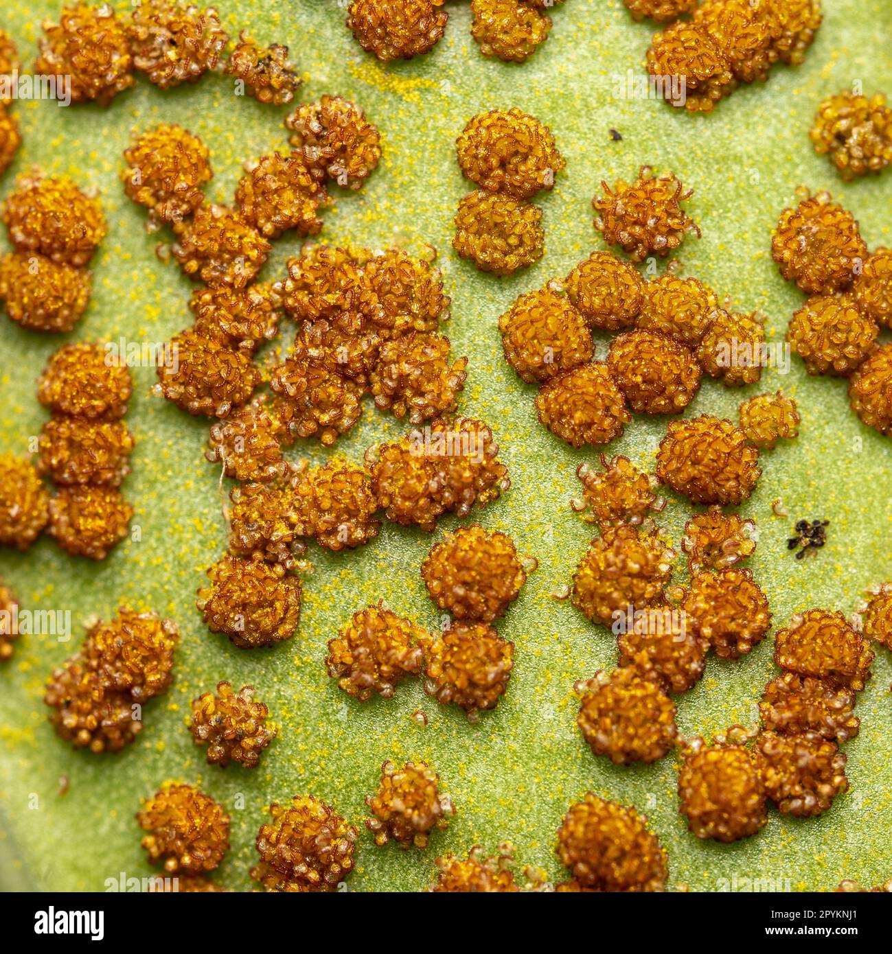 Some spores on the underside of a plant leaf Stock Photo - Alamy