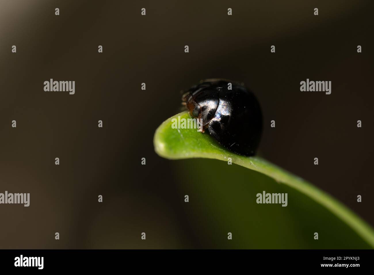 Metallic blue lady beetle hi-res stock photography and images - Alamy