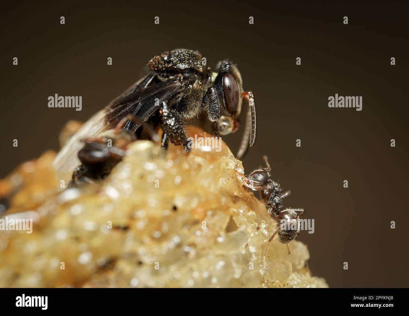 Stingless bee hive hi-res stock photography and images - Alamy