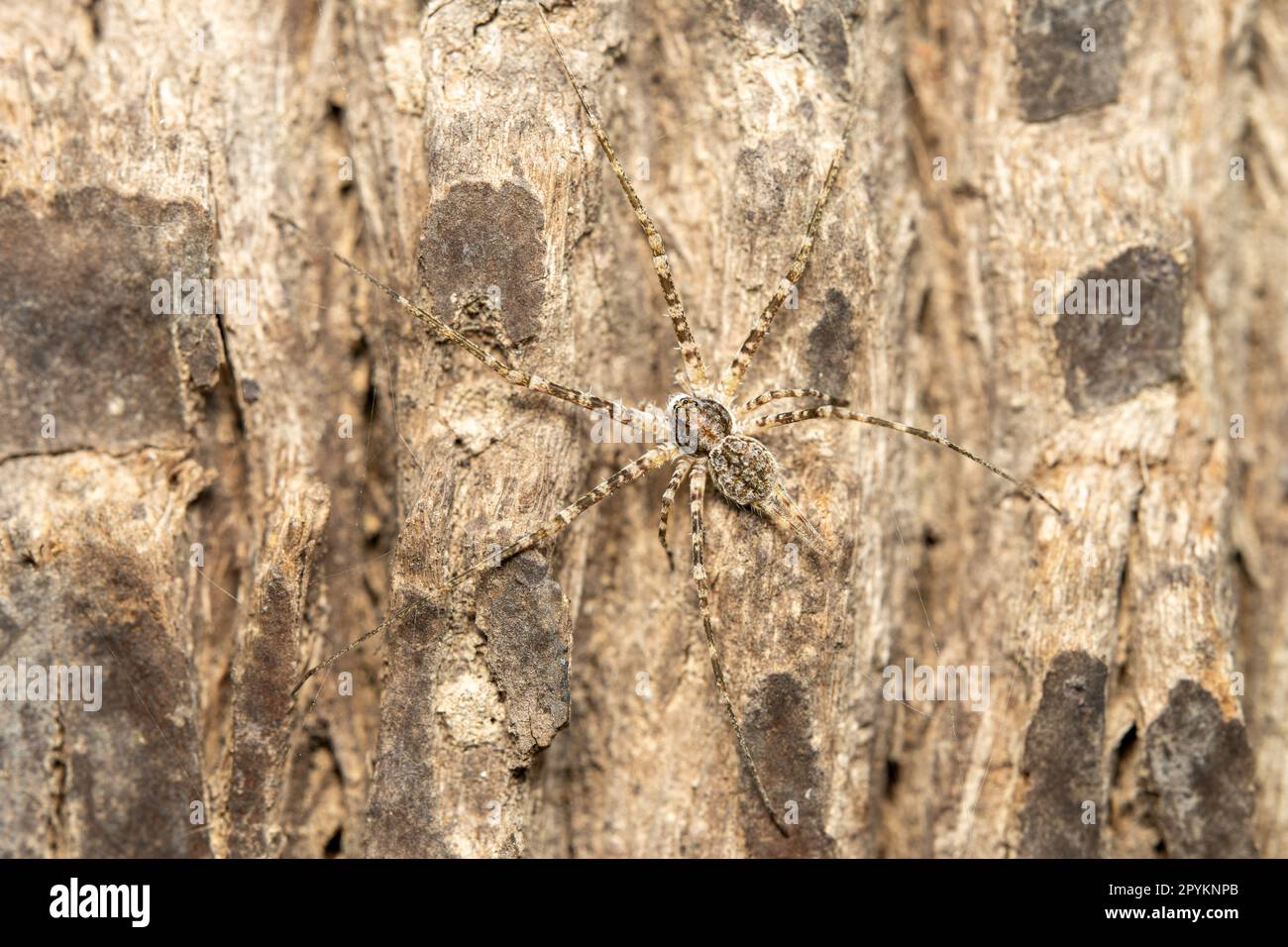 A Two Tailed Spider or a hersilia camouflaged against the bark of a ...