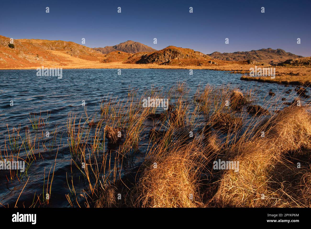 Long grasses blowing in the wind beside Eel Tarn, on a hillside above ...