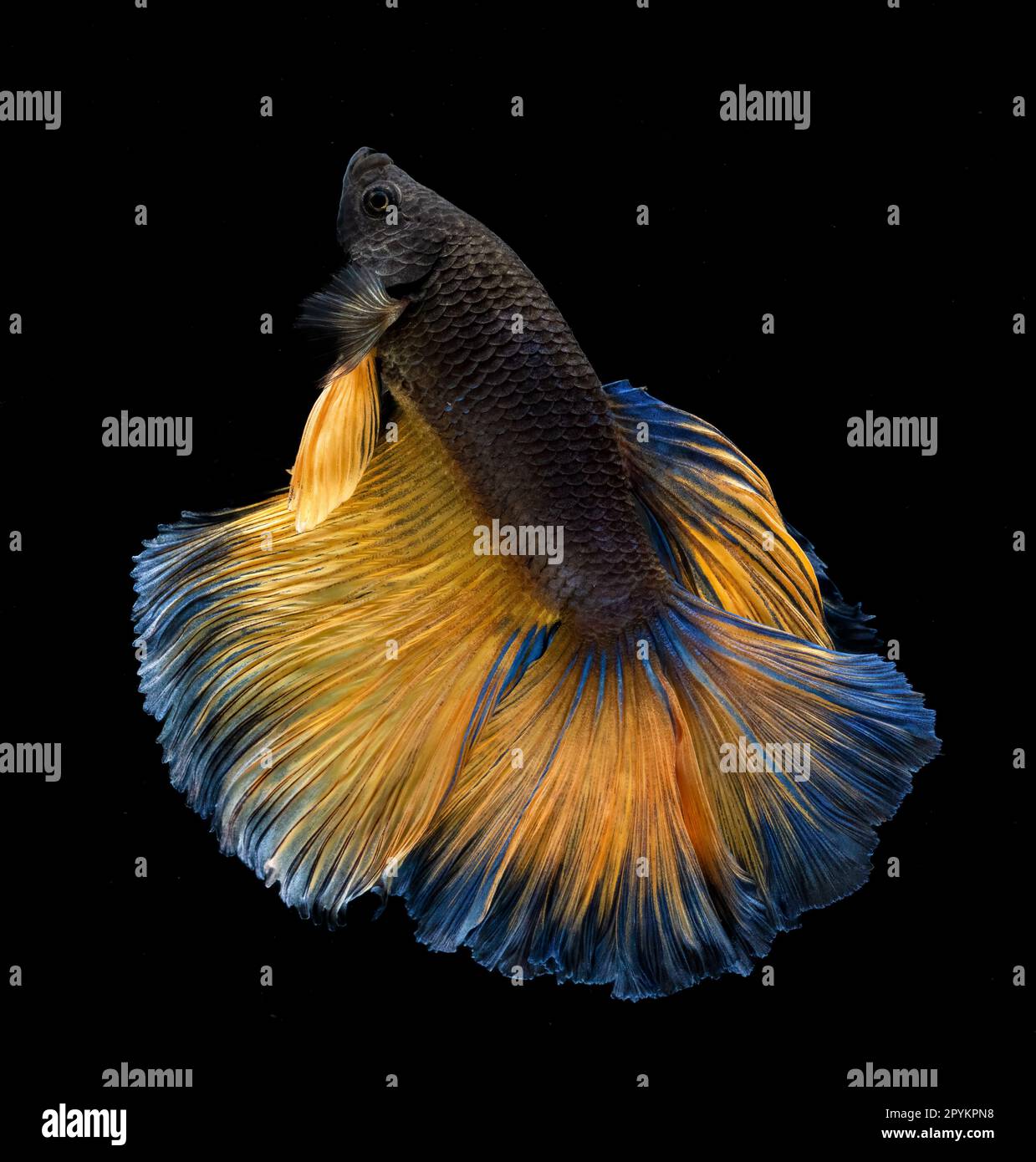 JAW-DROPPING images of different unseen species of fish have been ...