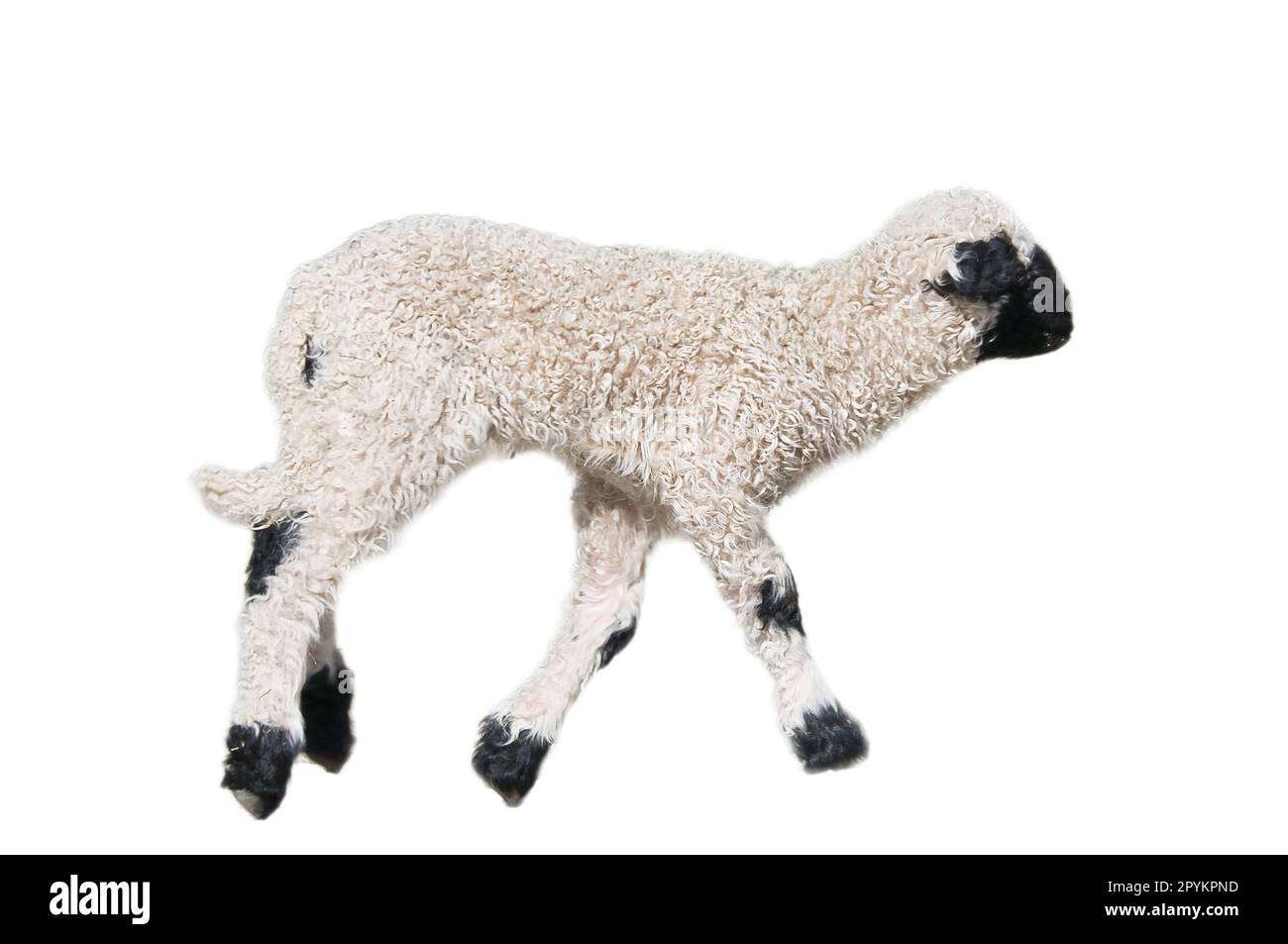 black and white lamb isolated, exposed to edit. Farm animal from the ...