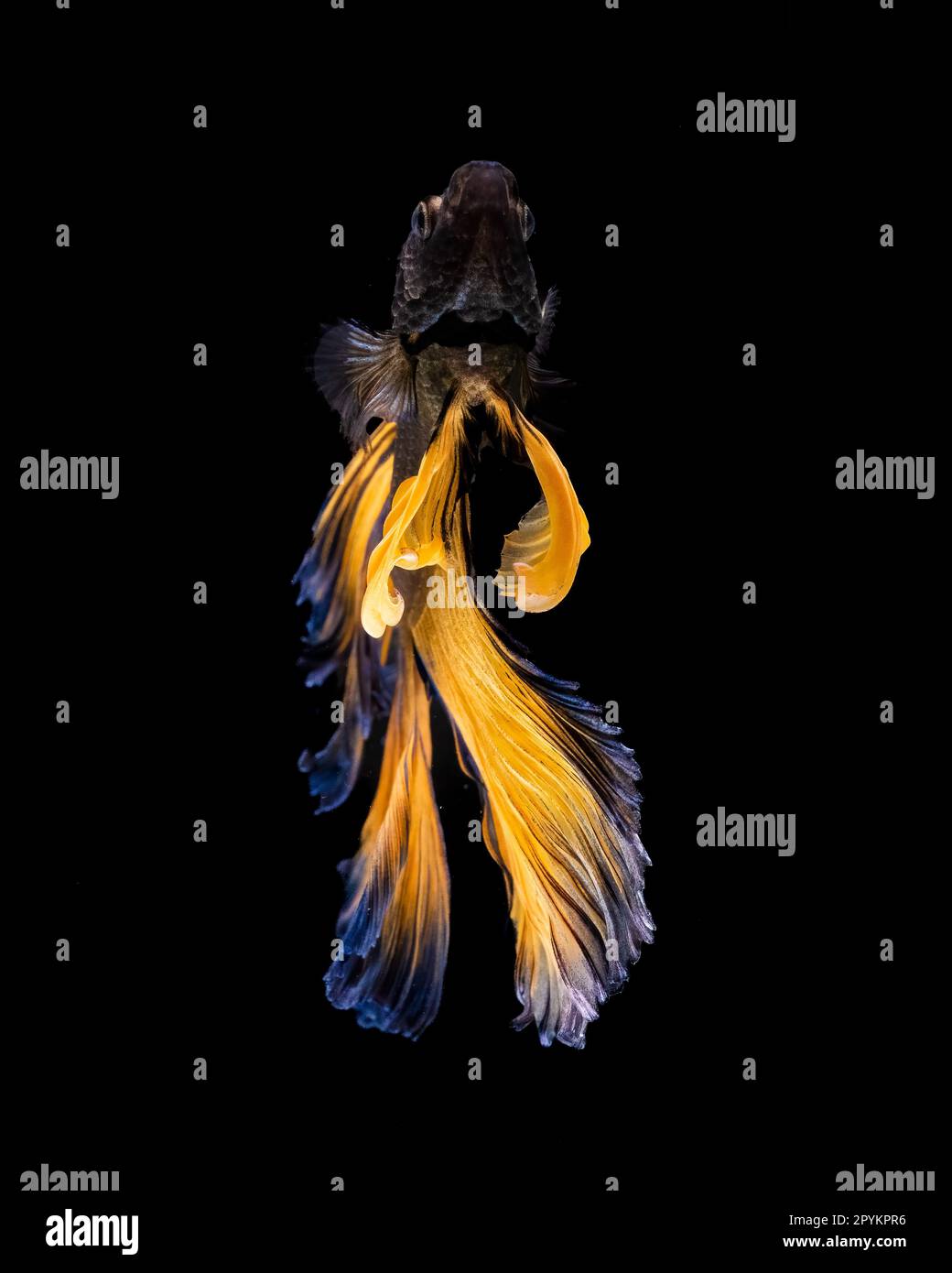JAW-DROPPING images of different unseen species of fish have been ...