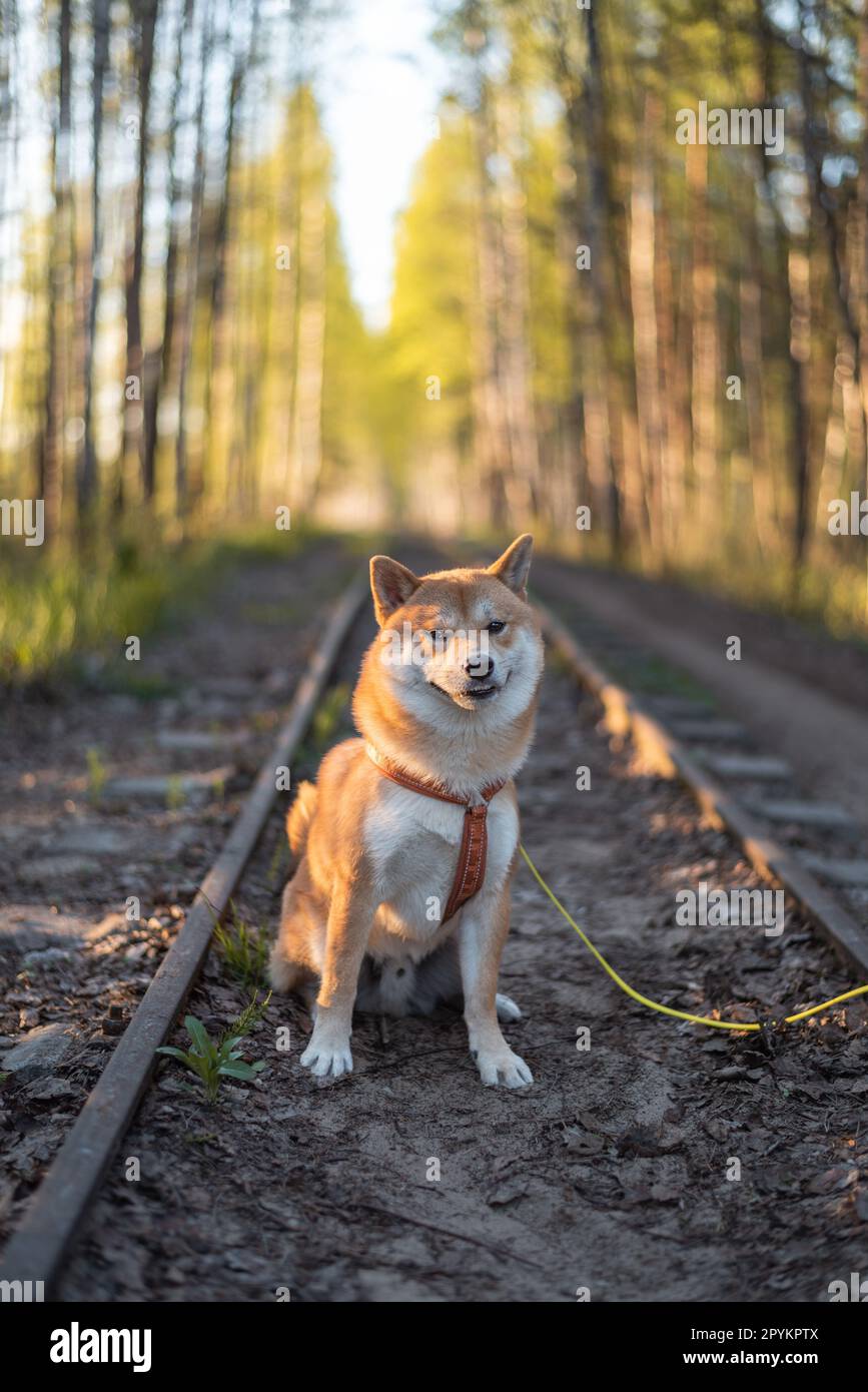 Dog railway europe hi-res stock photography and images - Alamy