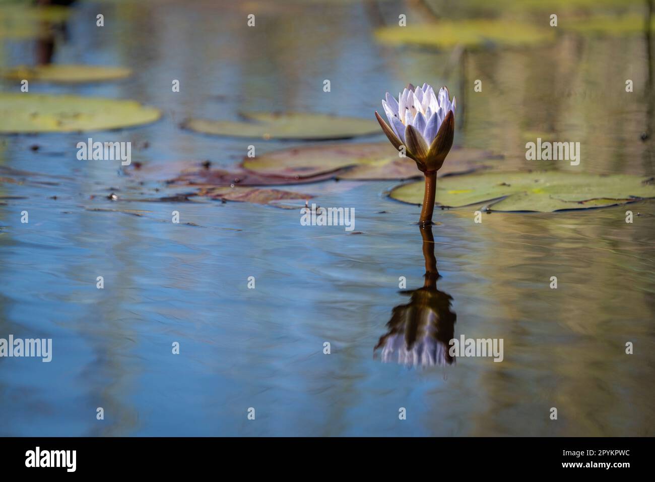 Waterlilies and aquatic plants floating on water's surface. Kwando ...