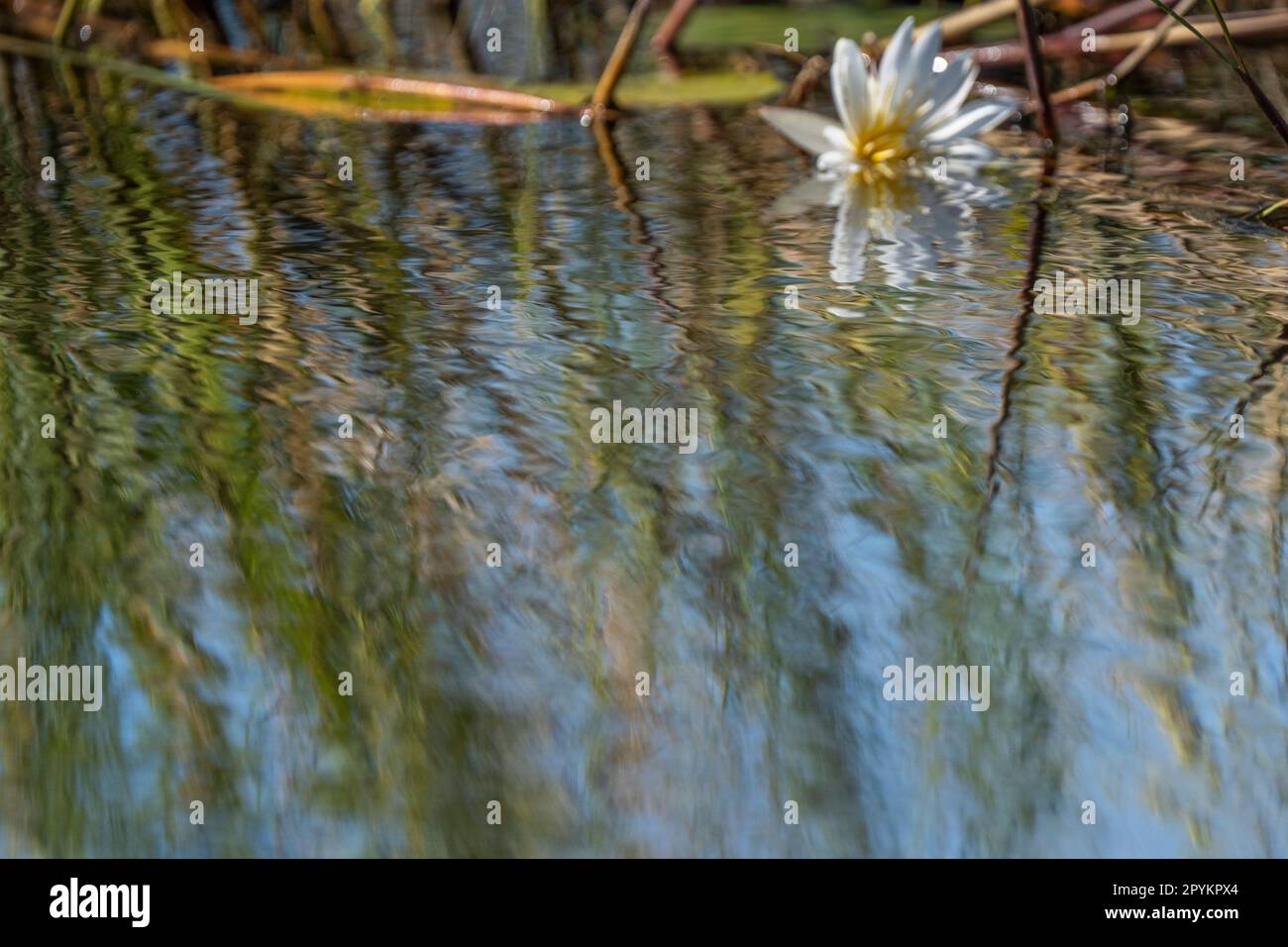 Waterlilies and aquatic plants floating on water's surface. Kwando ...