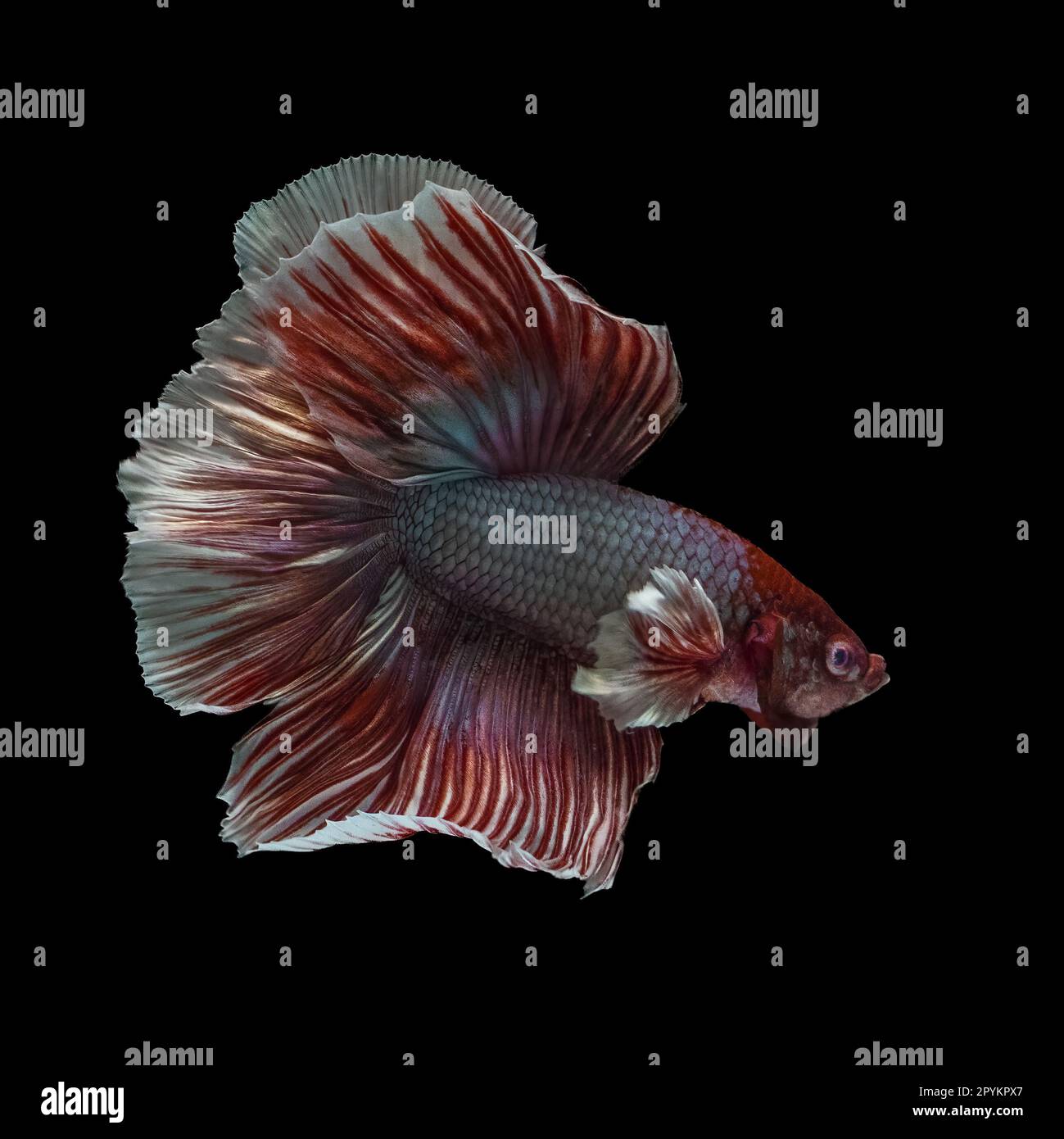 JAW-DROPPING images of different unseen species of fish have been ...