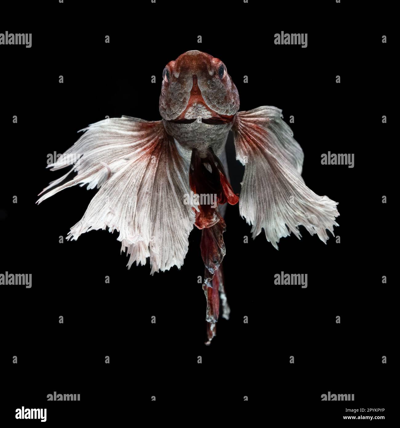 JAW-DROPPING images of different unseen species of fish have been ...