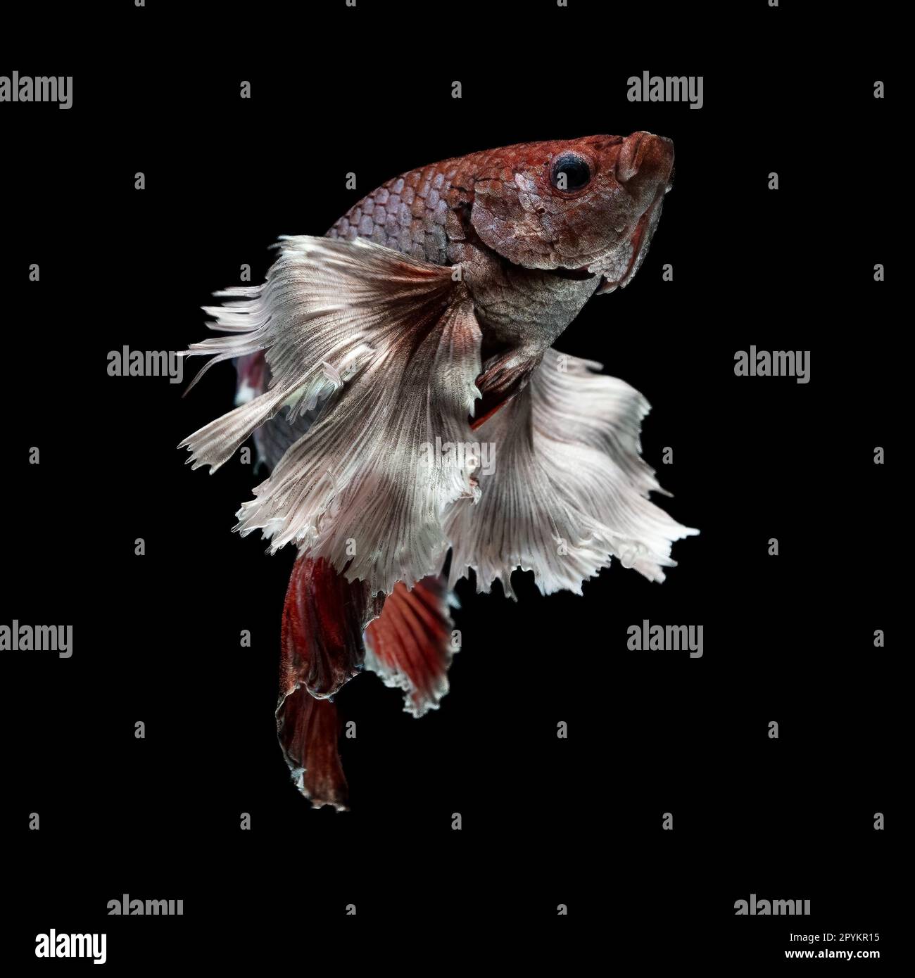 JAW-DROPPING images of different unseen species of fish have been ...