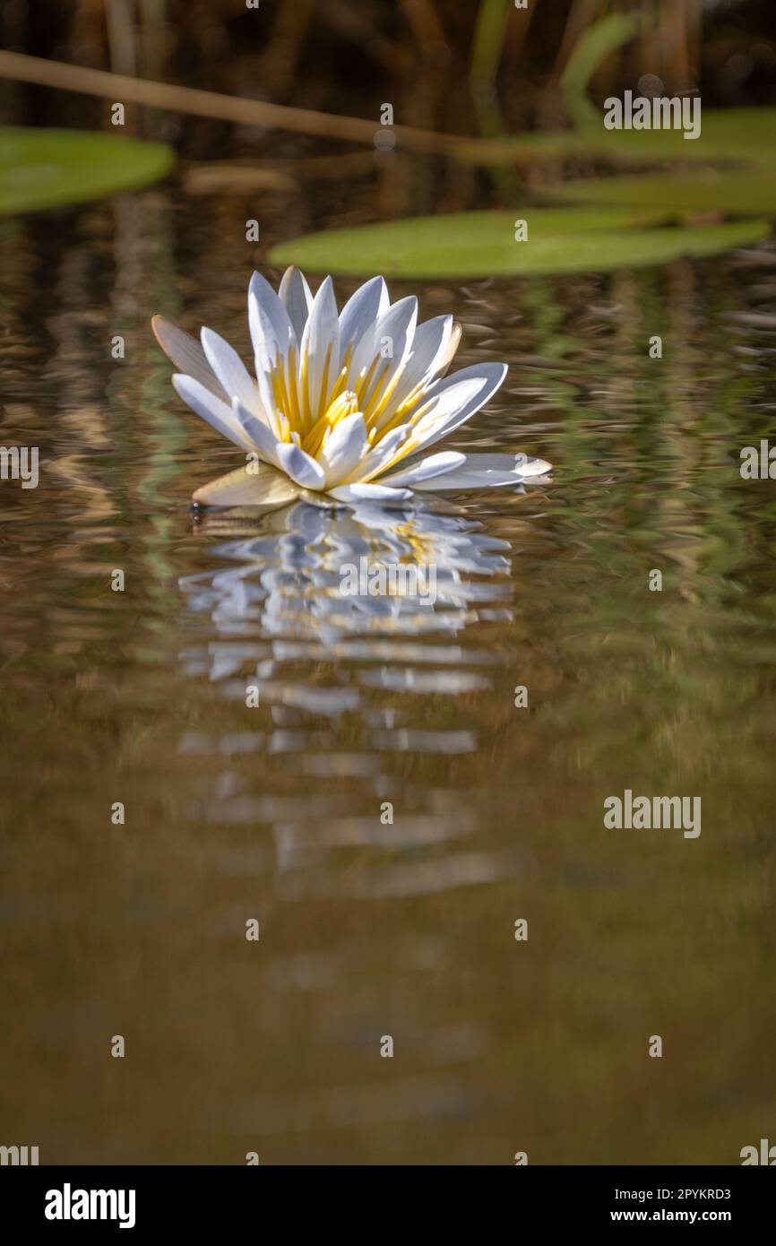 Waterlilies and aquatic plants floating on water's surface. Kwando ...
