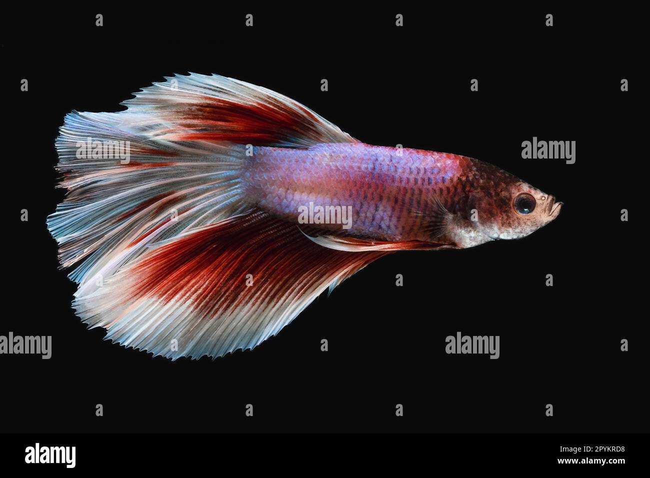 JAW-DROPPING images of different unseen species of fish have been ...
