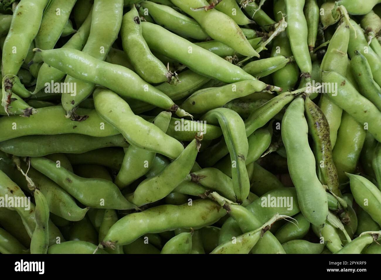 Organic fava bean pods on display at market Stock Photo - Alamy