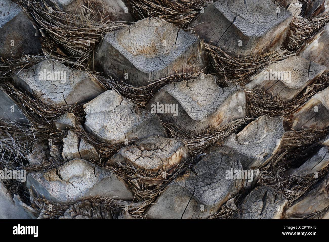 Palm tree bark texture background Stock Photo - Alamy