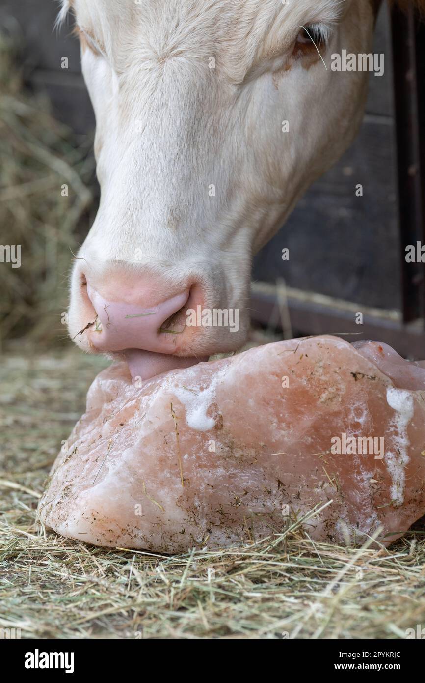 Cow licking a salt block, which contains nutrients needed by the cattle ...