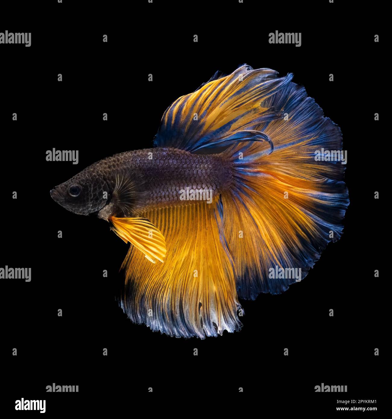 JAW-DROPPING images of different unseen species of fish have been ...