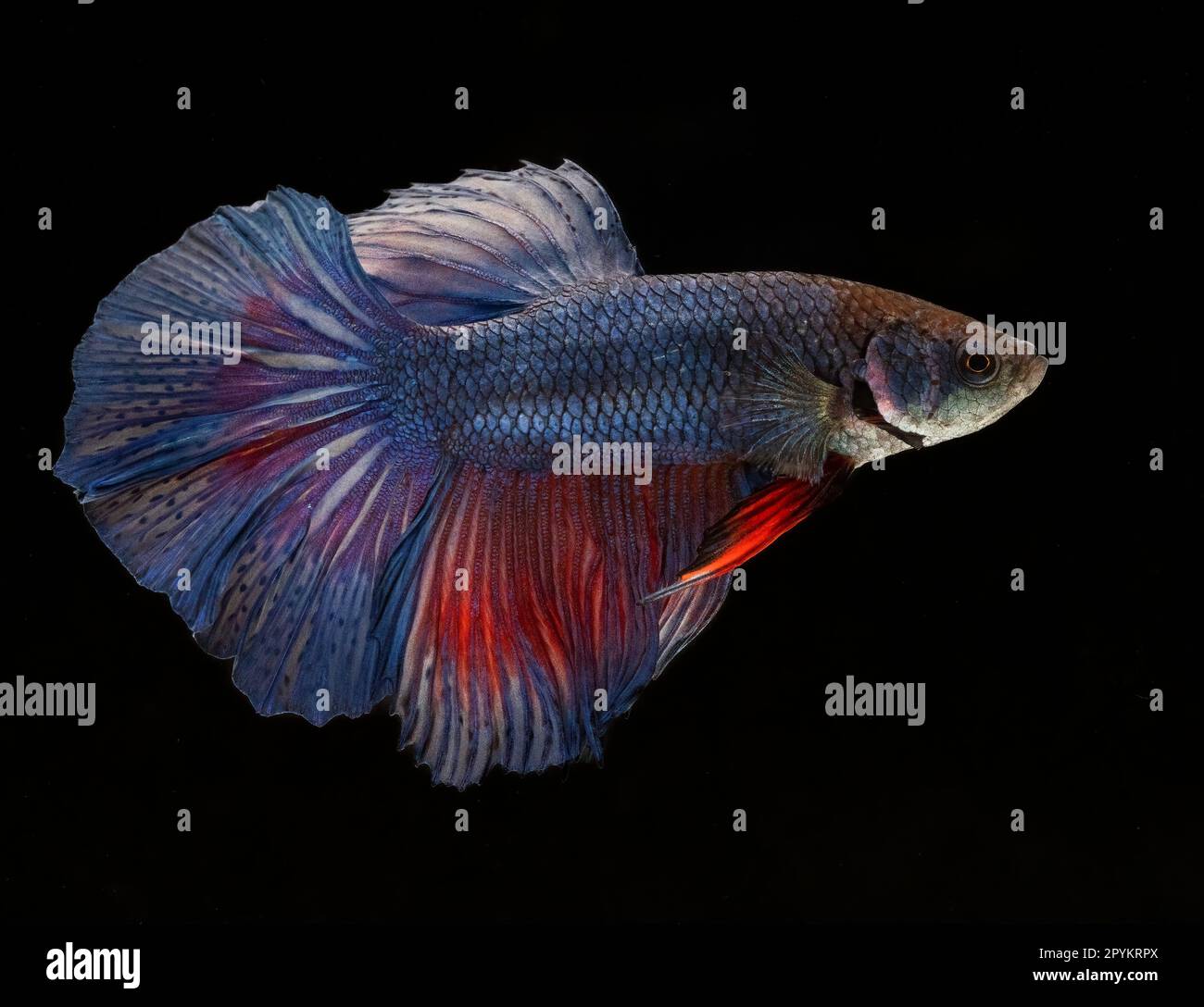 JAW-DROPPING images of different unseen species of fish have been ...